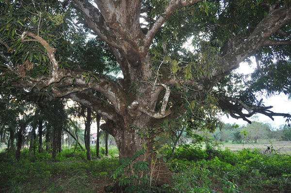 Panamanian Mango Trees | The Panama Adventure