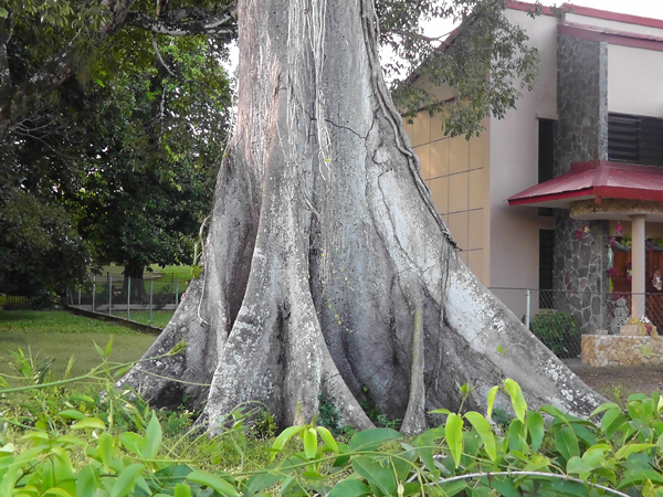 Ceiba trees? | The Panama Adventure