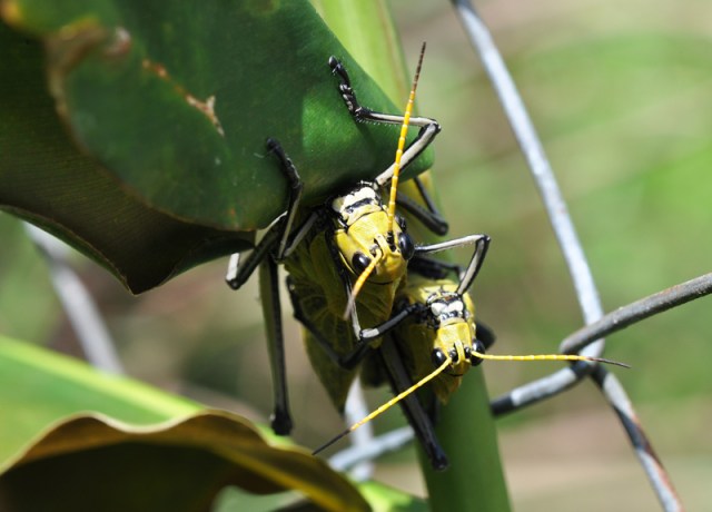 Panama Bugs | The Panama Adventure