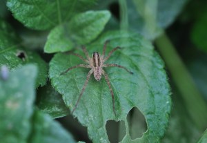 Panama Bugs | The Panama Adventure