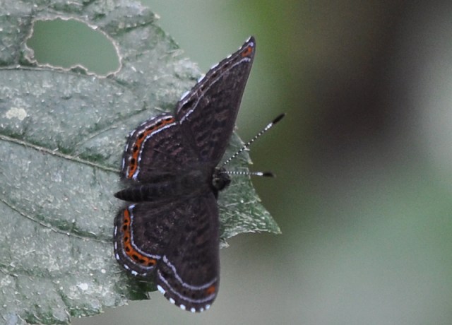 Panama Bugs | The Panama Adventure