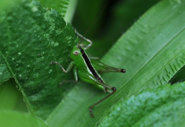 Panama Bugs | The Panama Adventure