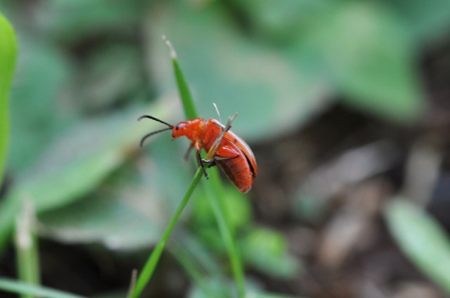 Panama Bugs | The Panama Adventure