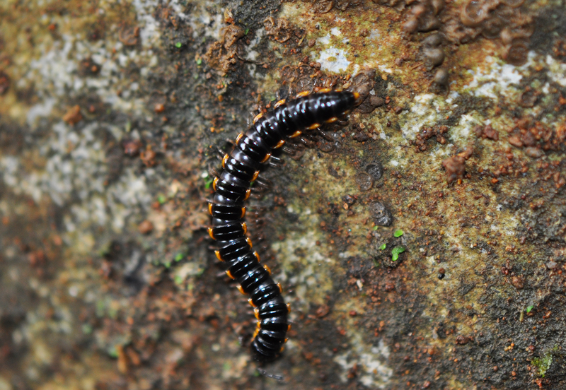 Panama Bugs | The Panama Adventure