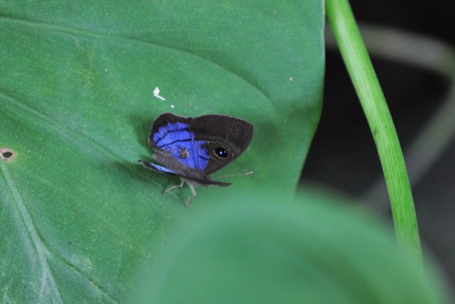 Panama Bugs | The Panama Adventure