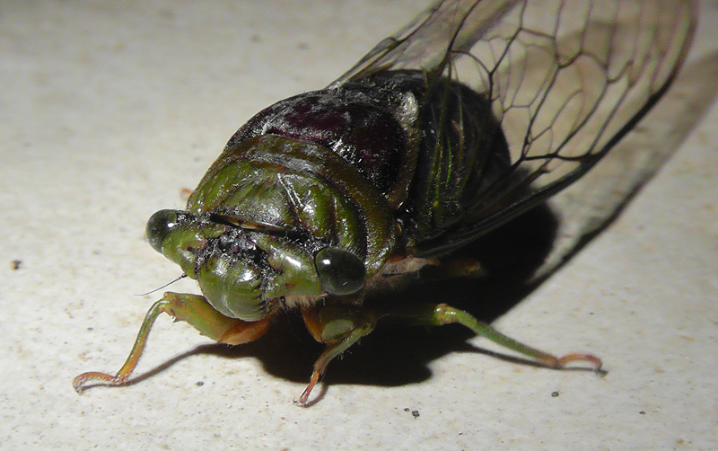 Panama Bugs 5 | The Panama Adventure