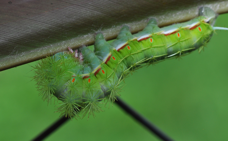 Panama Bugs 6 | The Panama Adventure
