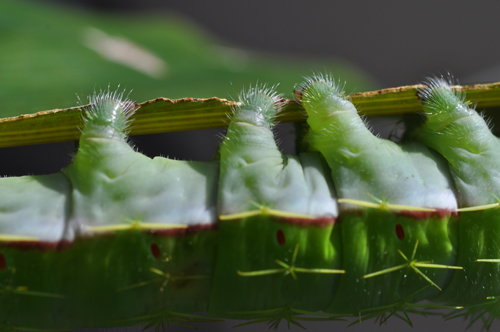 Panama Bugs | The Panama Adventure