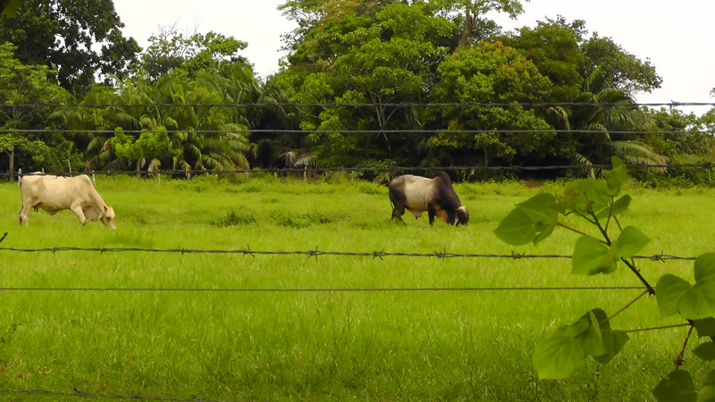 Driving through the Panama Countryside | The Panama Adventure