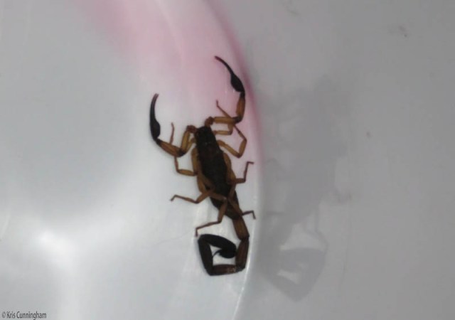 A Scorpion Encounter! | The Panama Adventure