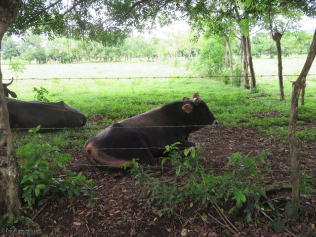 Visiting Cows | The Panama Adventure