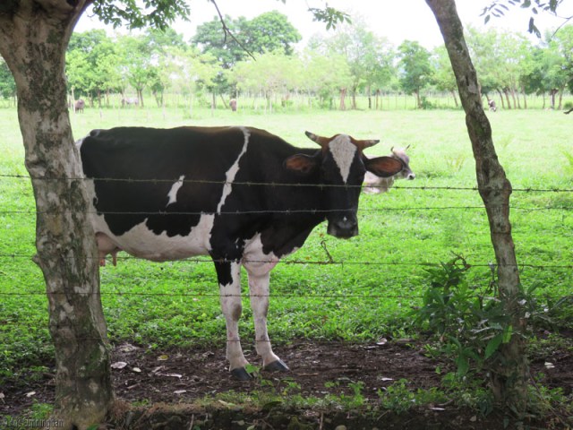 Visiting Cows | The Panama Adventure