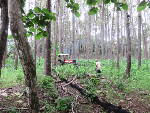 Harvesting Teak in Panama | The Panama Adventure