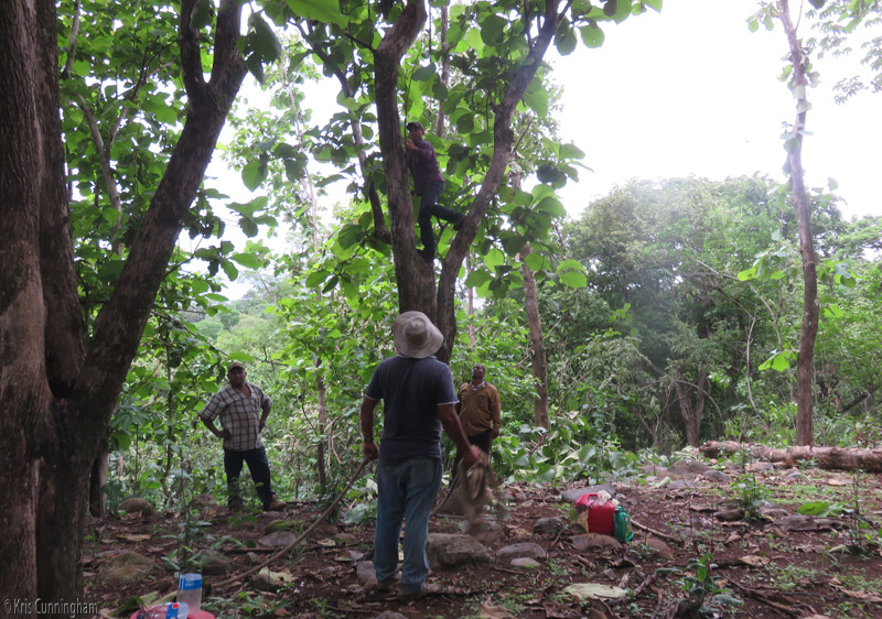 Harvesting Teak in Panama | The Panama Adventure