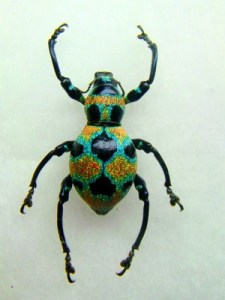 The Many Faces of Weevils | The Panama Adventure