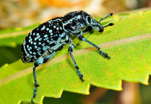 The Many Faces of Weevils | The Panama Adventure