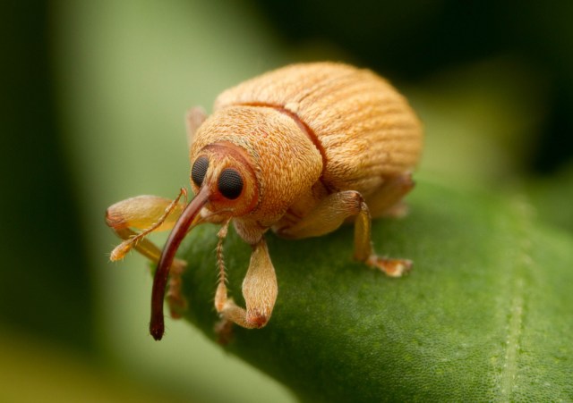 The Many Faces of Weevils | The Panama Adventure