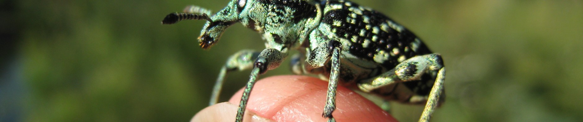 The Many Faces of Weevils | The Panama Adventure