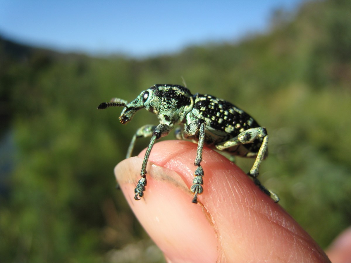 The Many Faces of Weevils | The Panama Adventure