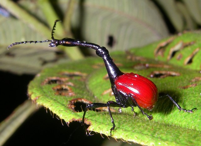 The Many Faces of Weevils | The Panama Adventure