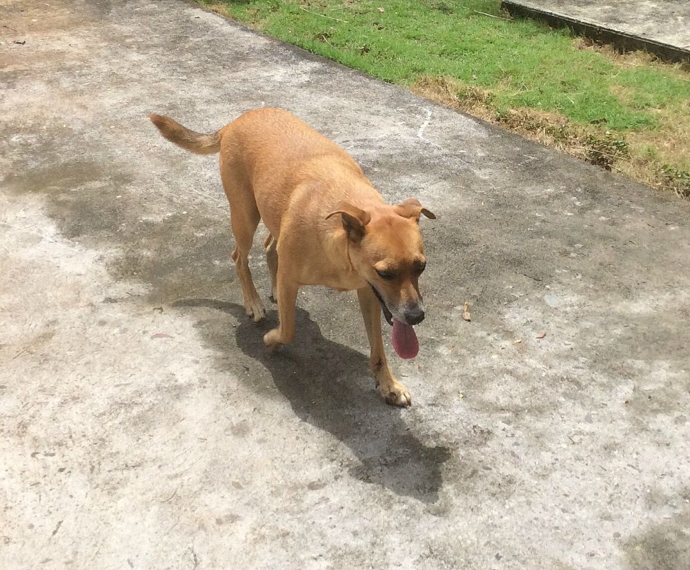 Our New Dog | The Panama Adventure