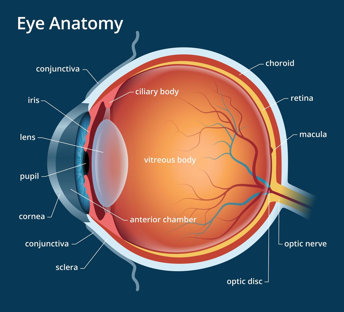 The Detached Retina | The Panama Adventure